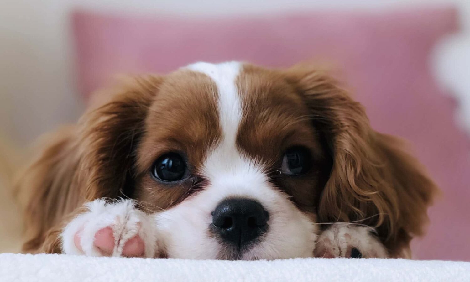 Do Not Buy Puppies From Pet Stores Do Not Buy Puppies From Pet Stores